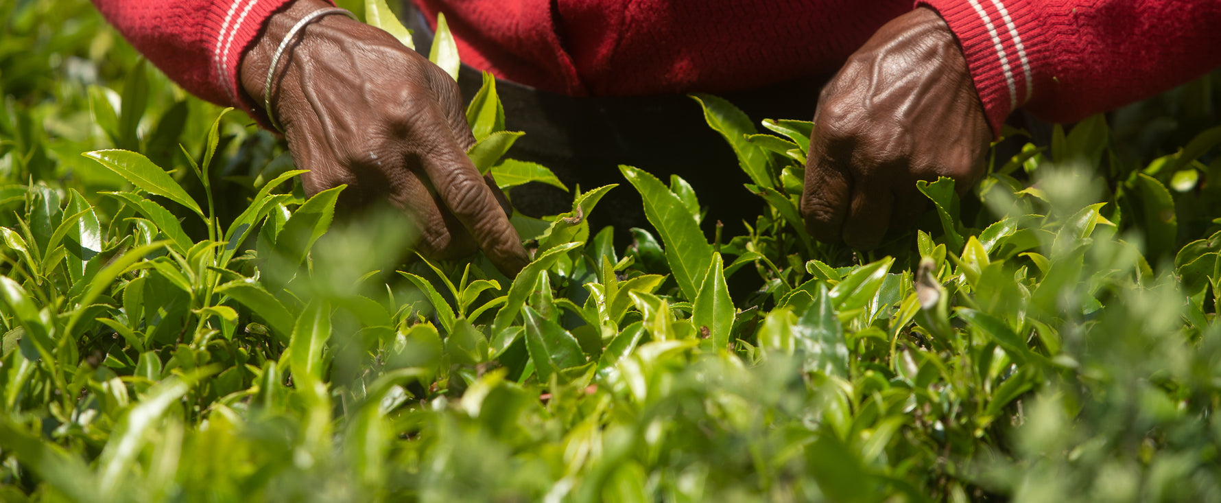 Tea Health Benefits - Why You Should Drink Tea | Chanui