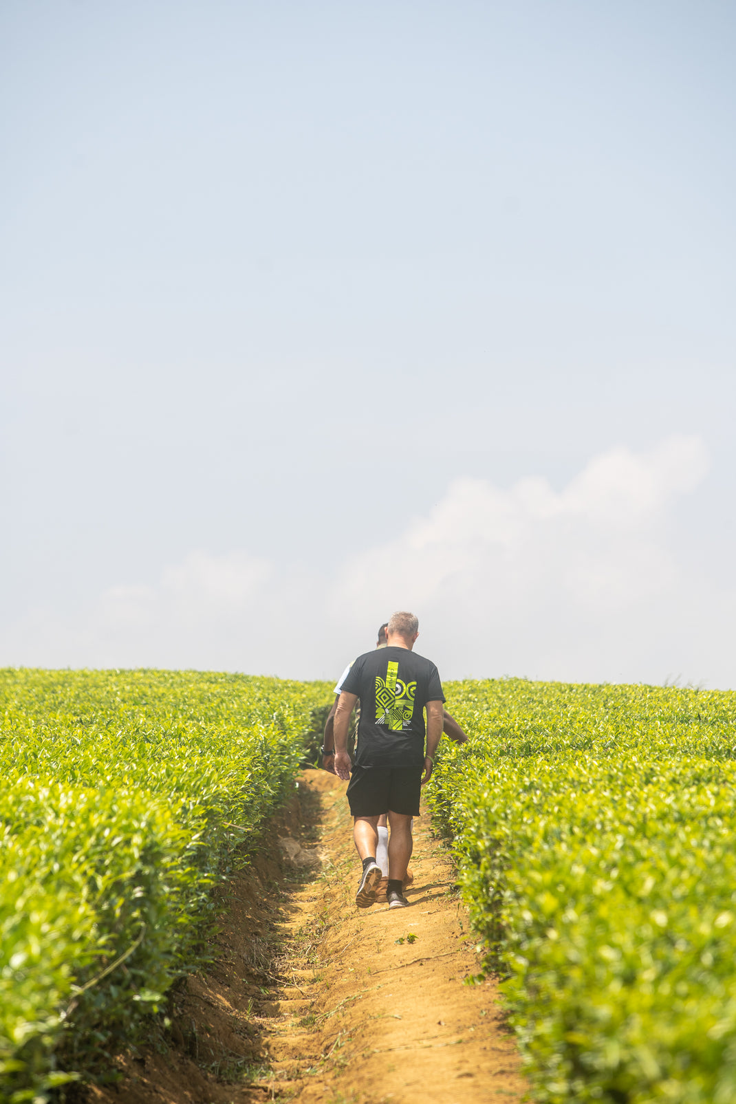 The Chanui Story | New Zealand's Tea